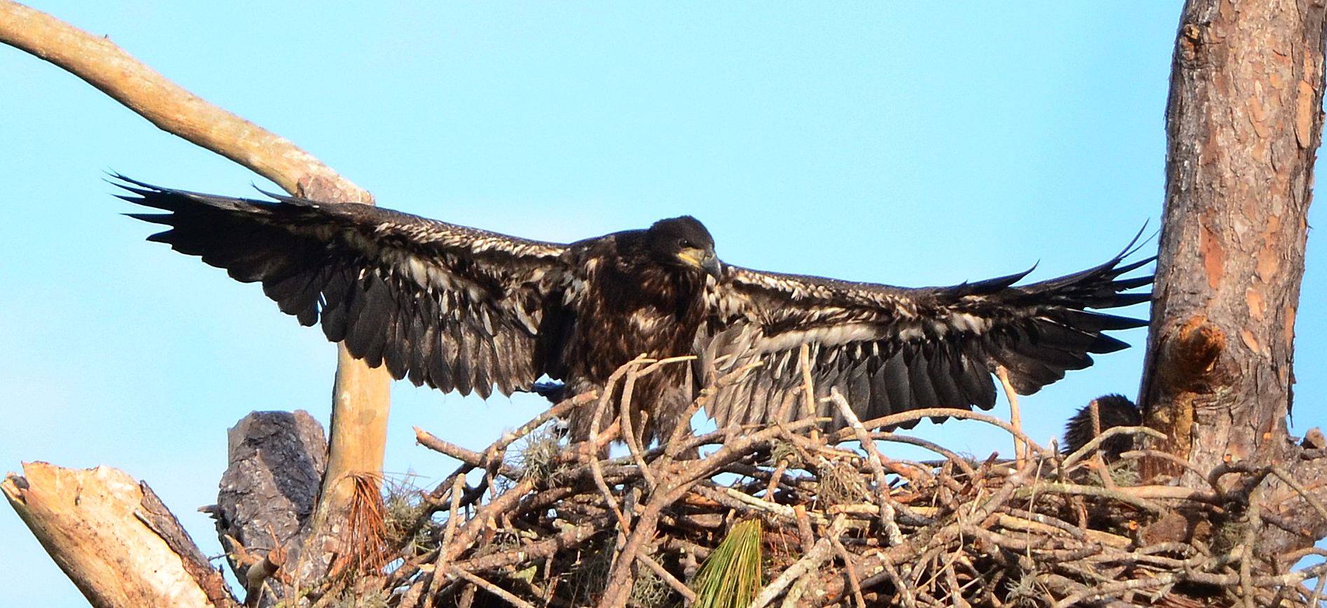 Baby eagles flapping their wings. – Dina's Wildlife Adventures