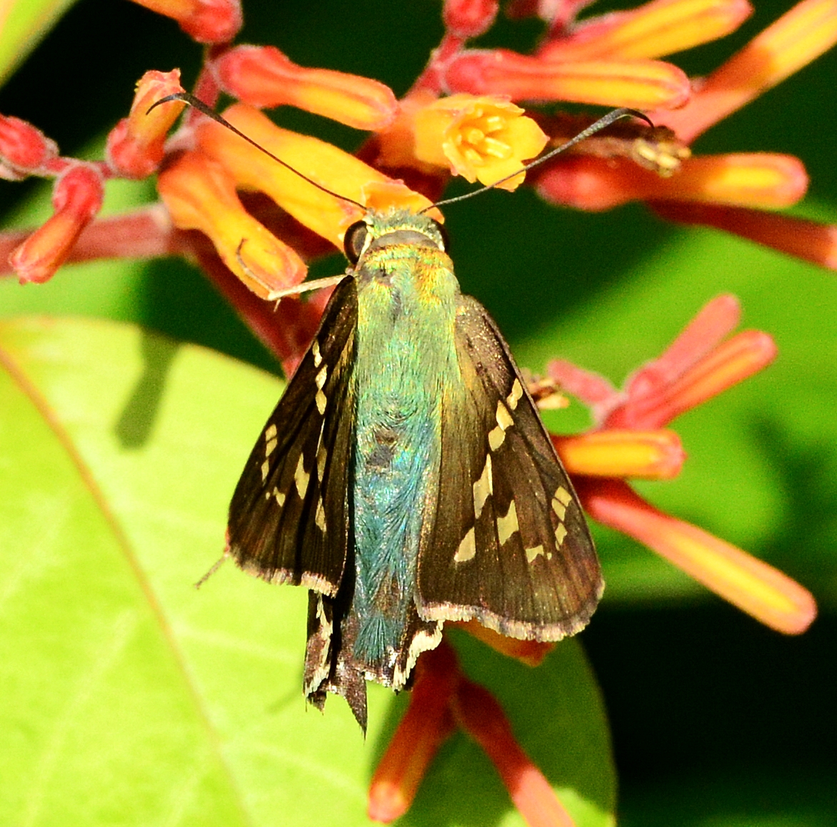 Assorted flying things on pretty flowers | Dina's Wildlife Adventures