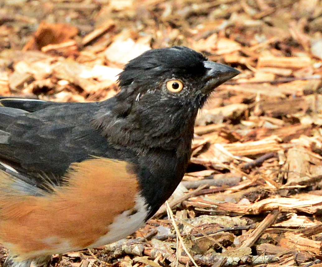 Birds at Bok Tower Gardens – Dina's Wildlife Adventures