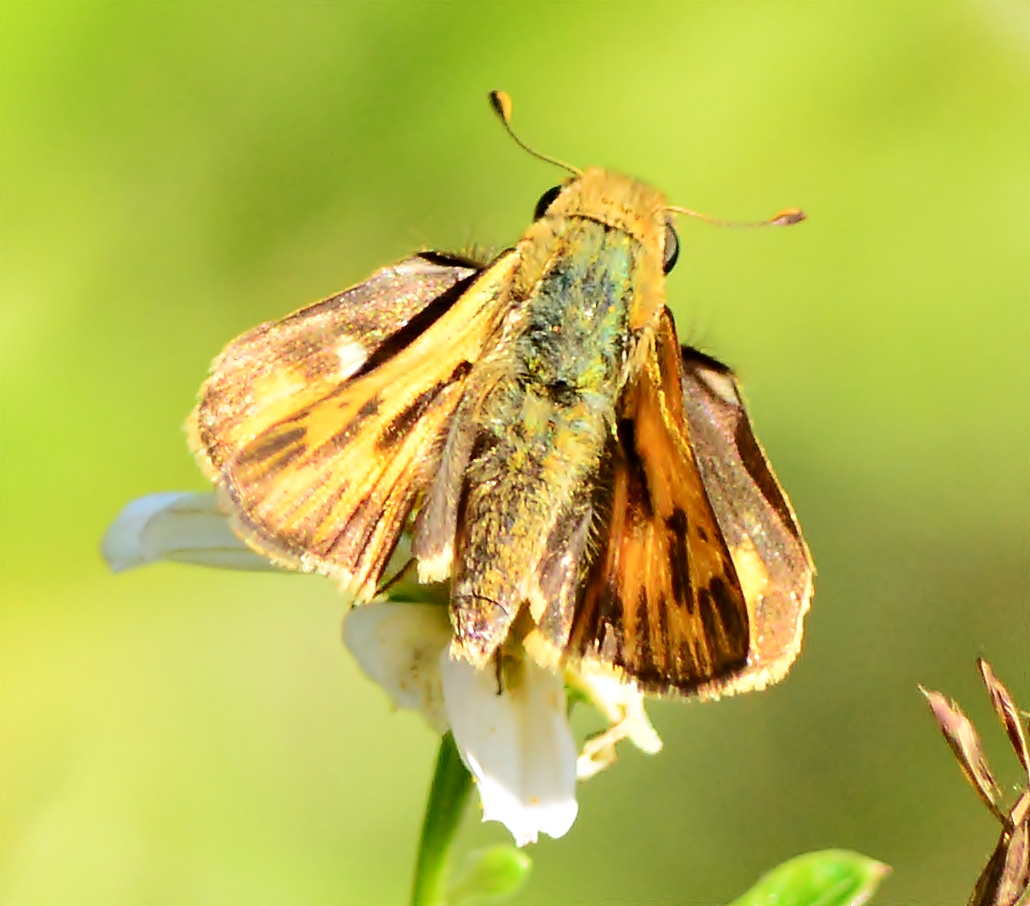 Fall butterflies – Dina's Wildlife Adventures