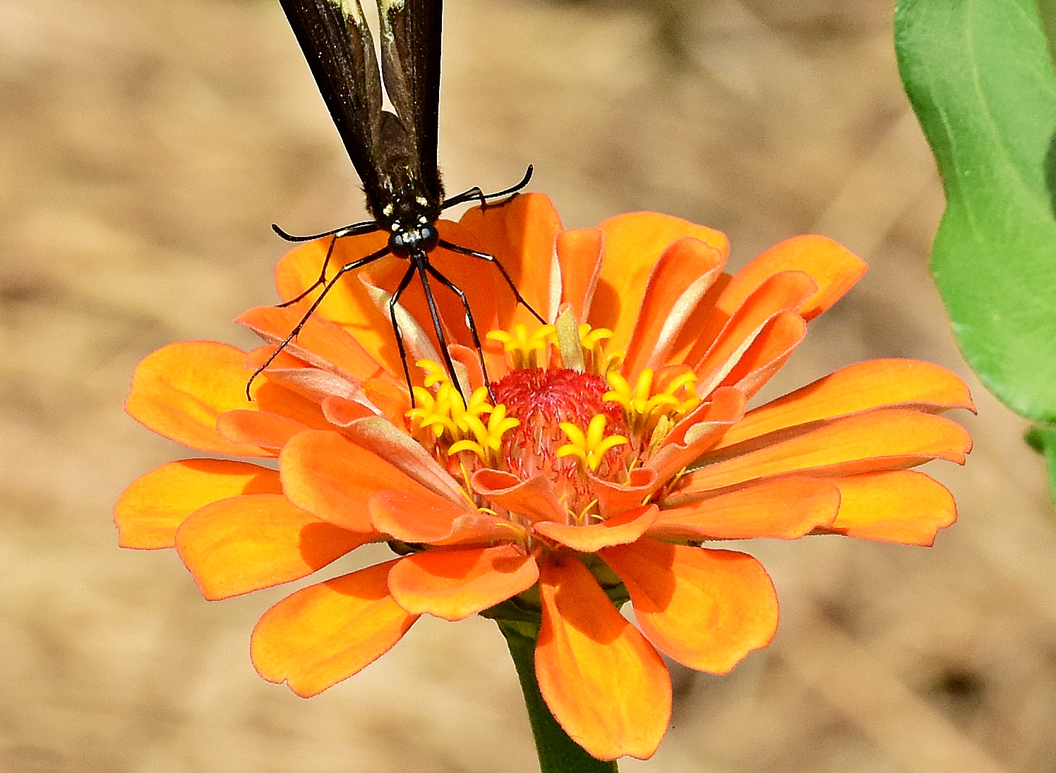 Little critters on pretty flowers – Dina's Wildlife Adventures