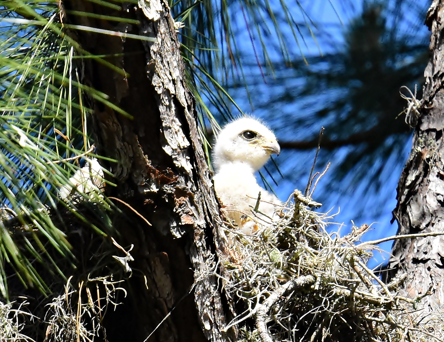 A baby hawk – Dina's Wildlife Adventures