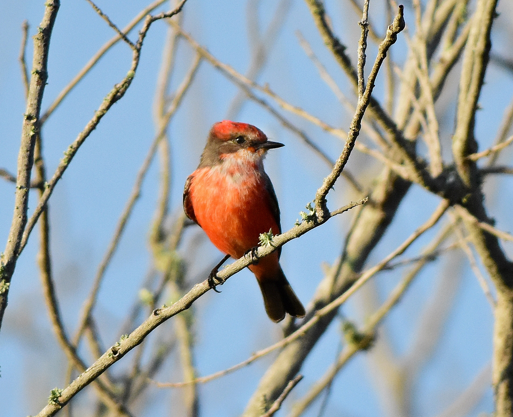 A new bird in late October | Dina's Wildlife Adventures