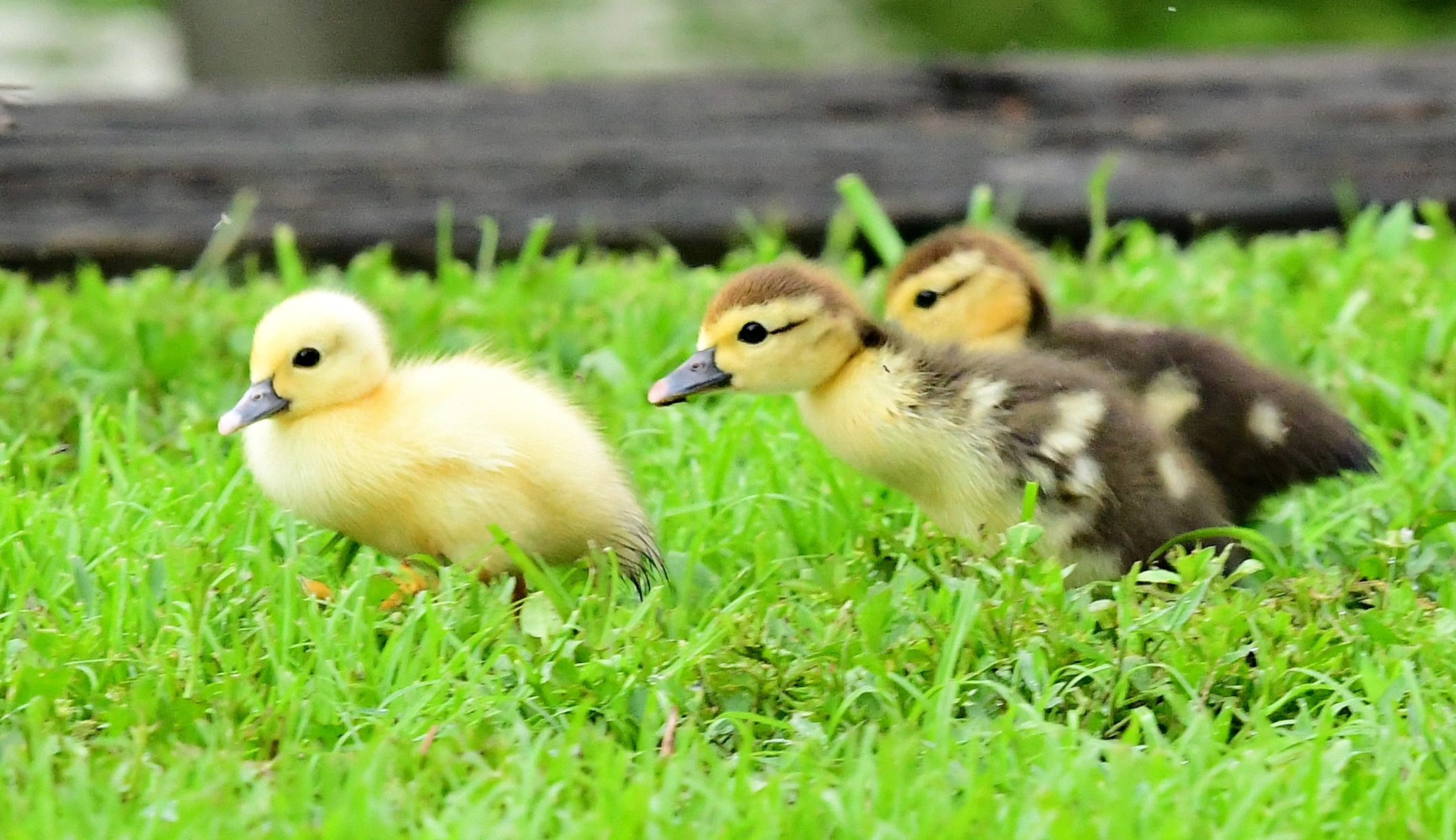 More little quackers – Dina's Wildlife Adventures