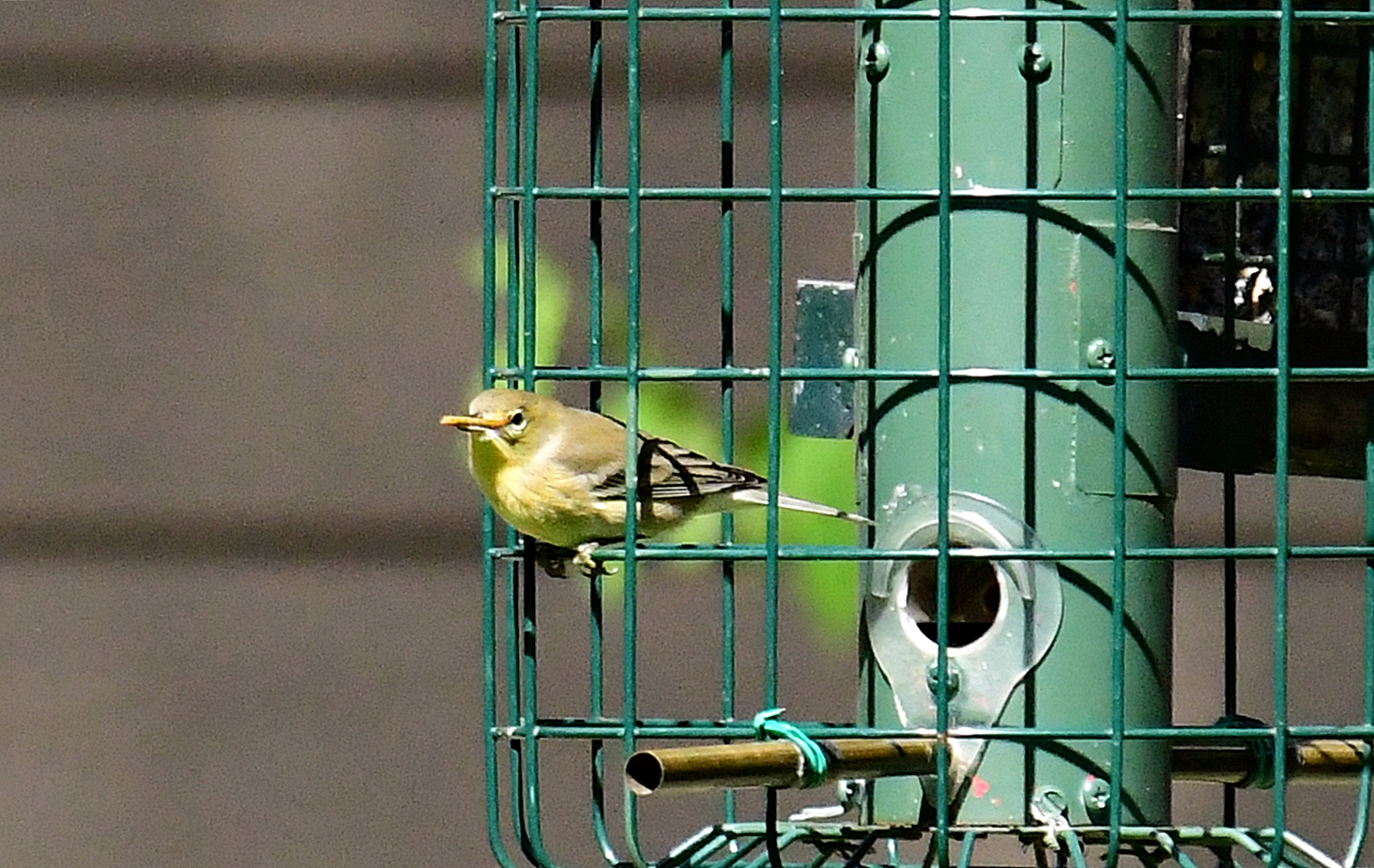 Critters from my yard. – Dina's Wildlife Adventures