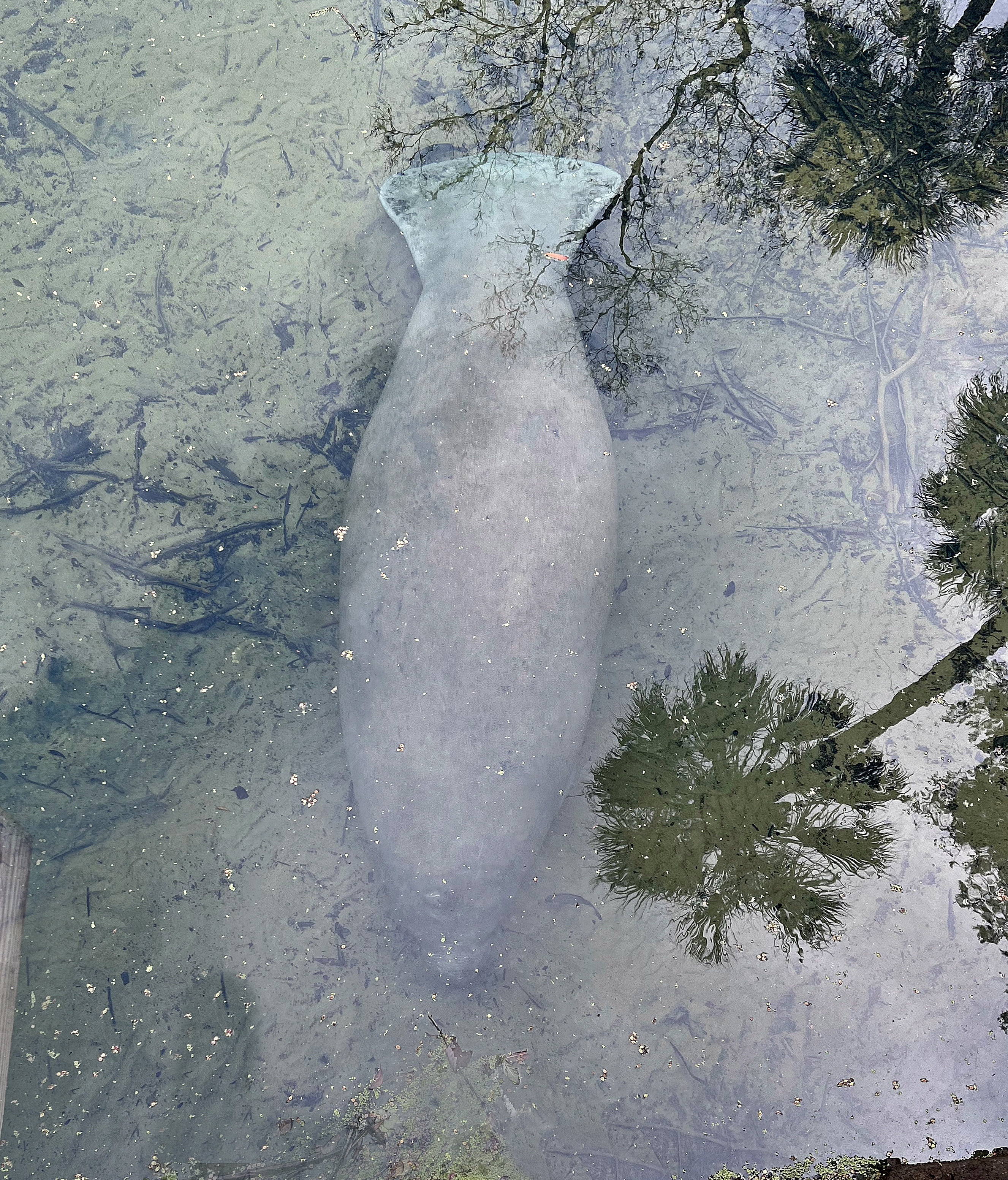 Big floating potatoes (manatees) – Dina's Wildlife Adventures