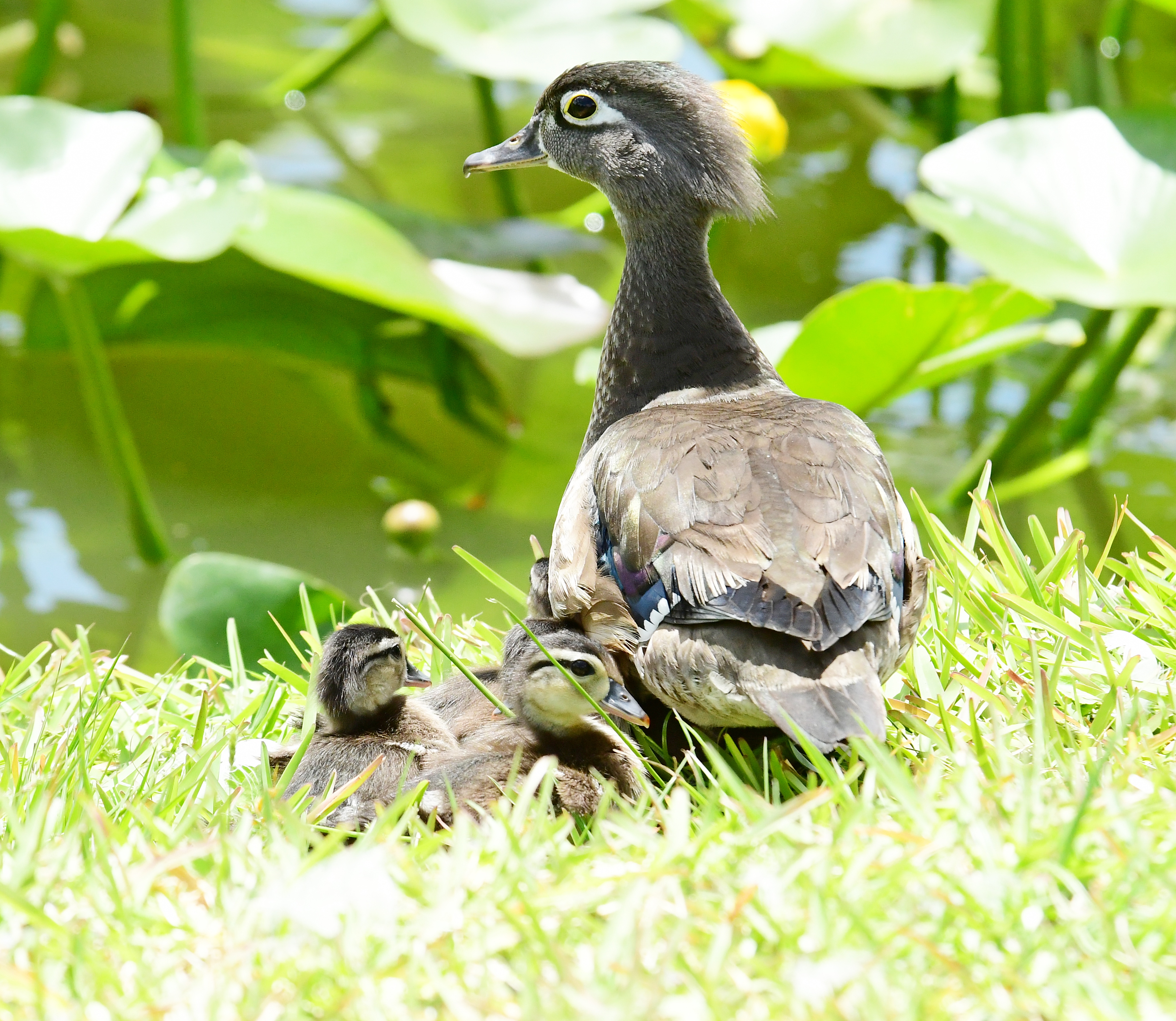 Baby quackers everywhere – Dina's Wildlife Adventures