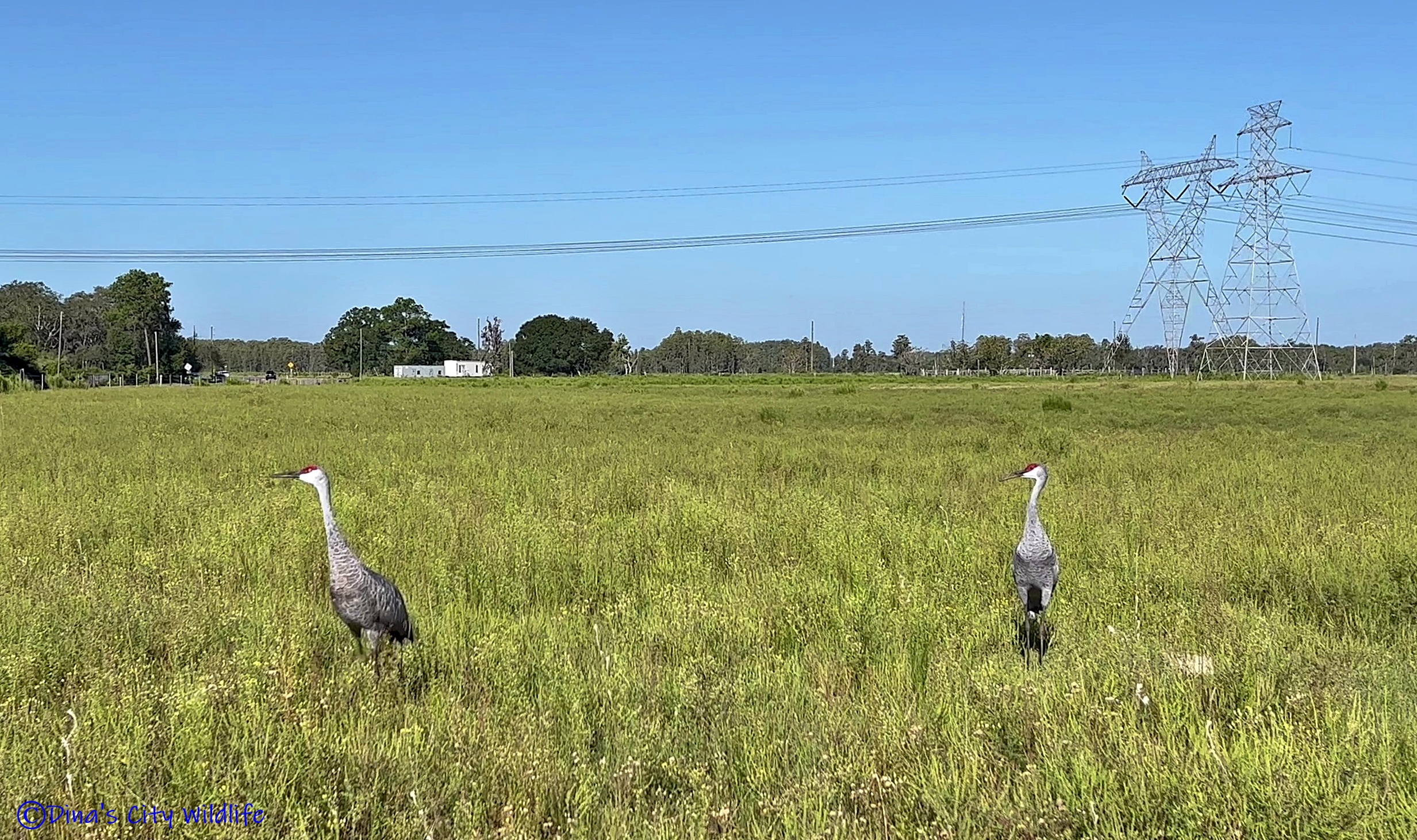 Riding through the cow pastures. – Dina's Wildlife Adventures