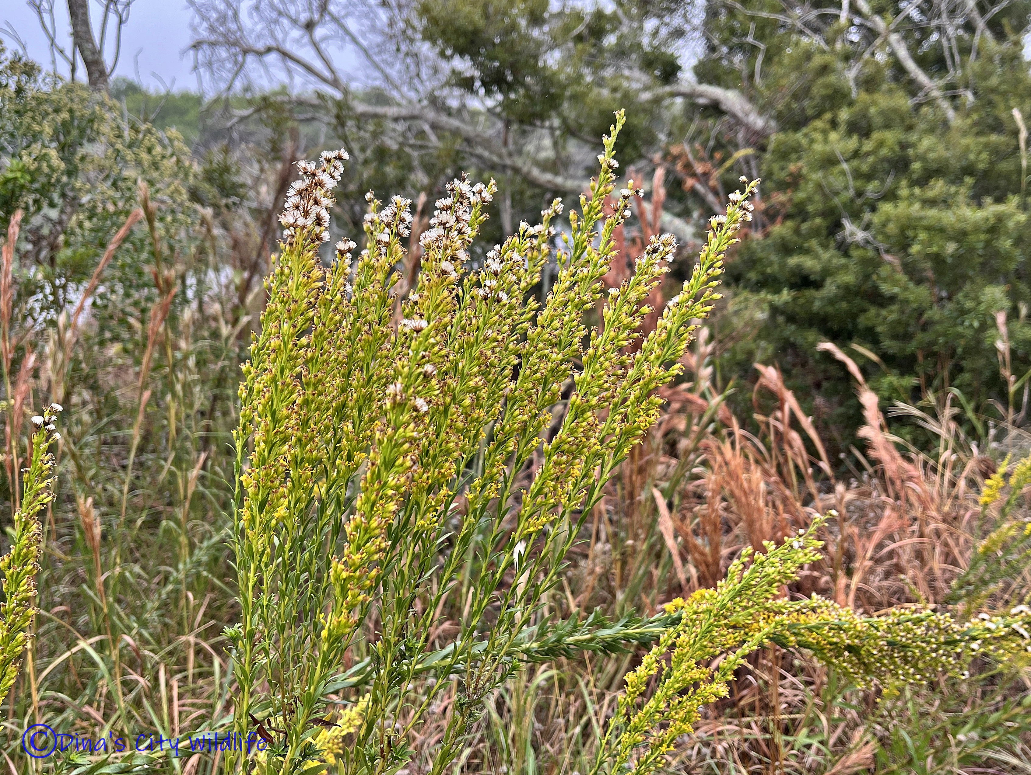 A drizzly morning walk – Dina's Wildlife Adventures