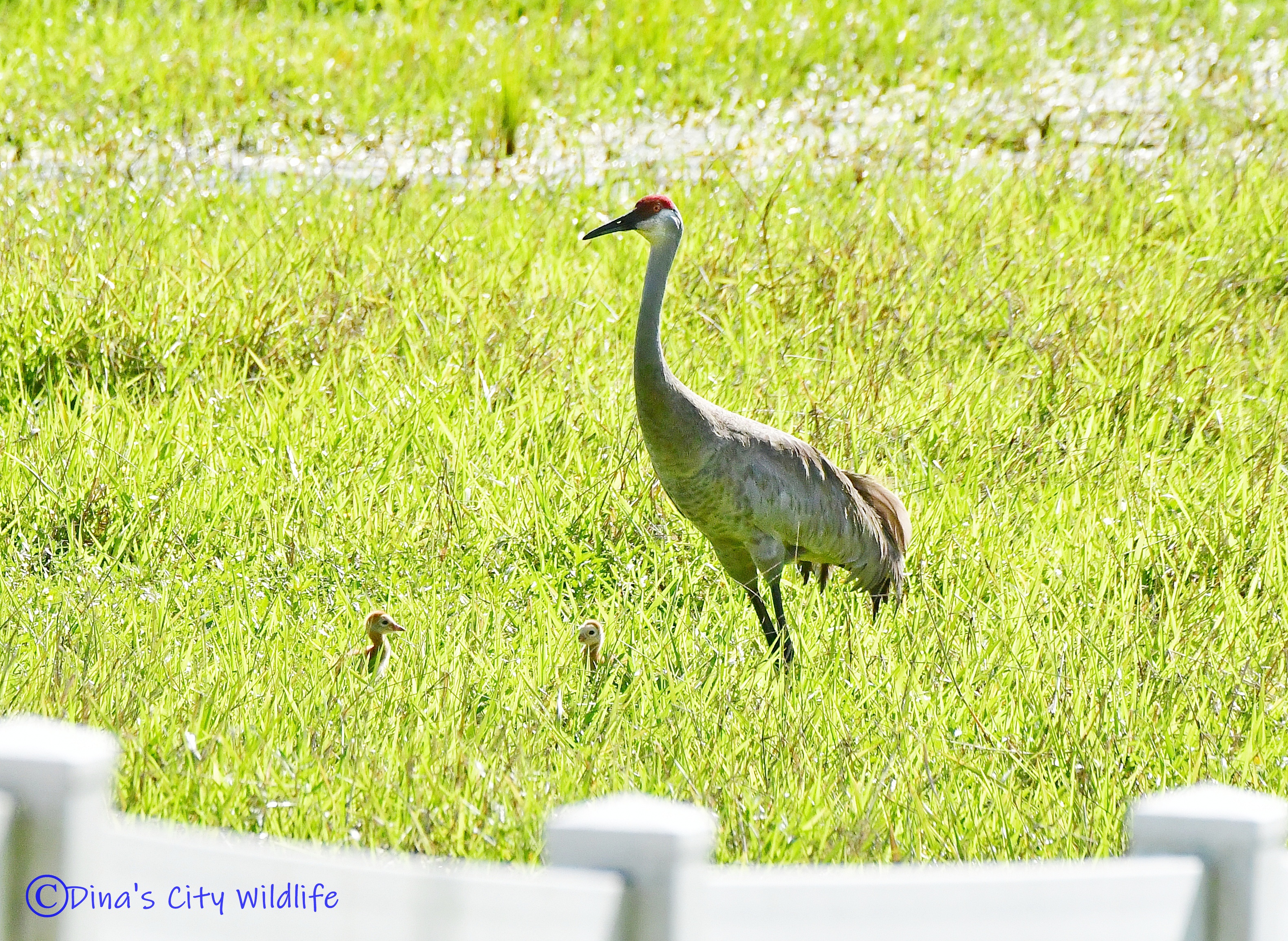 Sandhill cranes everywhere – Dina's Wildlife Adventures