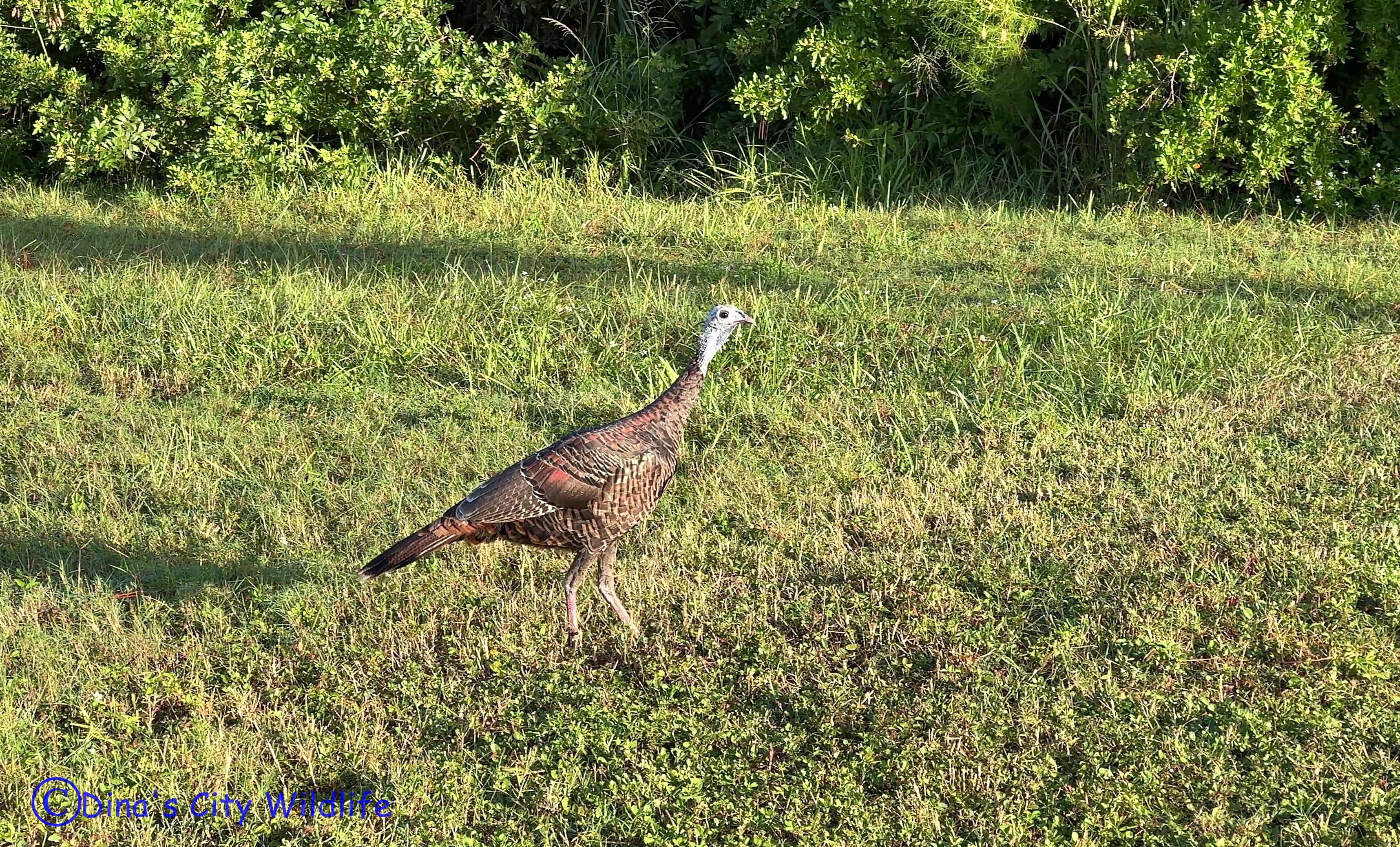 Seeing turkeys on my bike ride – Dina's Wildlife Adventures