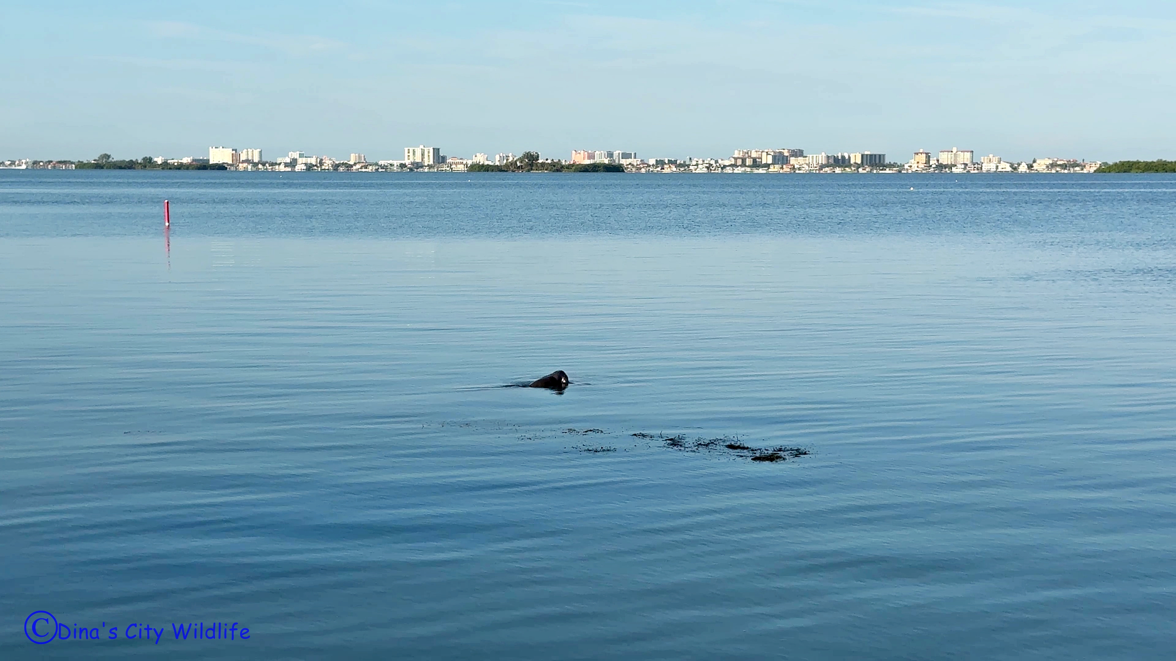 Dolphins and a manatee in the calm water – Dina's Wildlife Adventures
