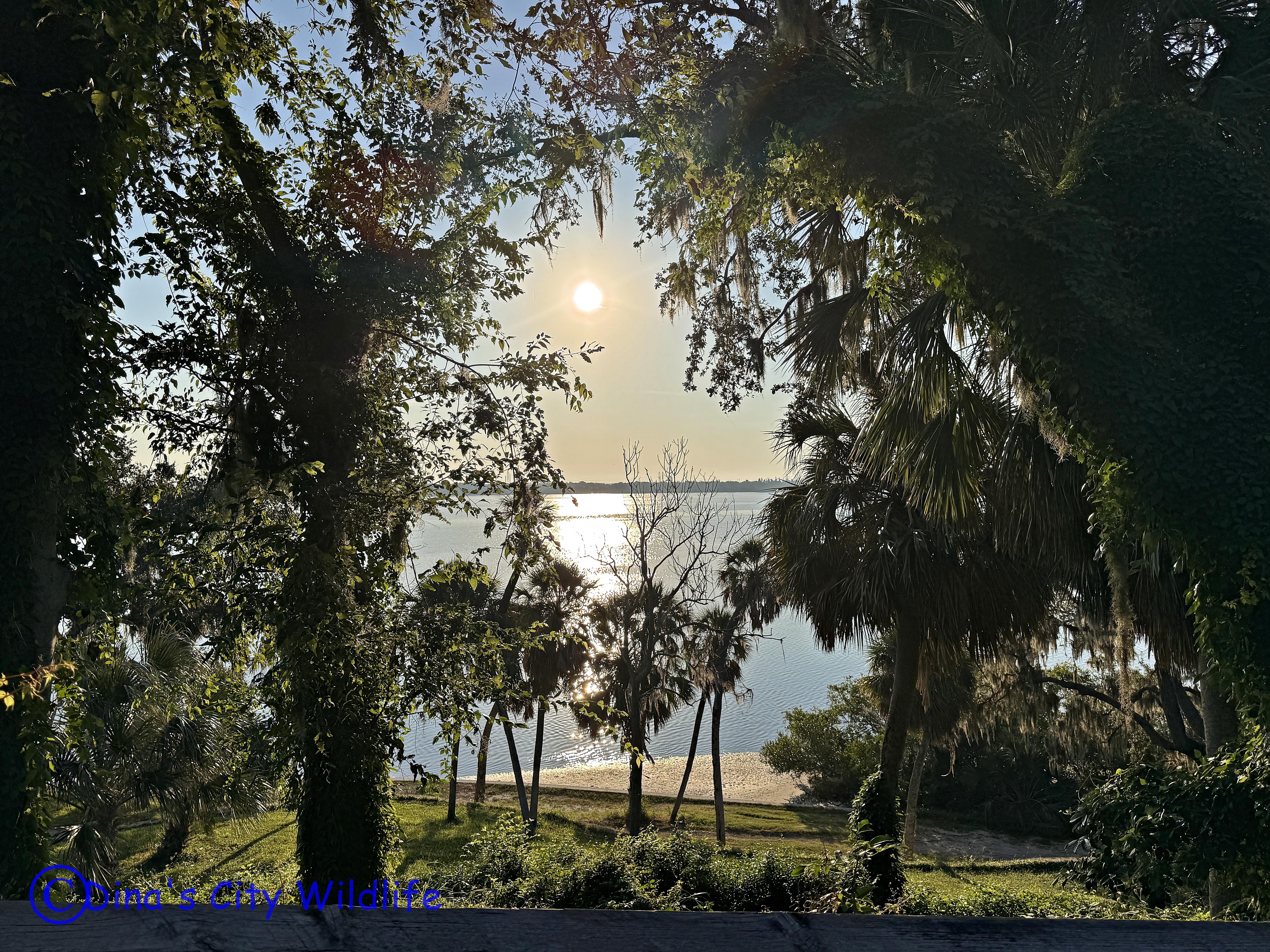 The crazy sunrise people – Dina's Wildlife Adventures