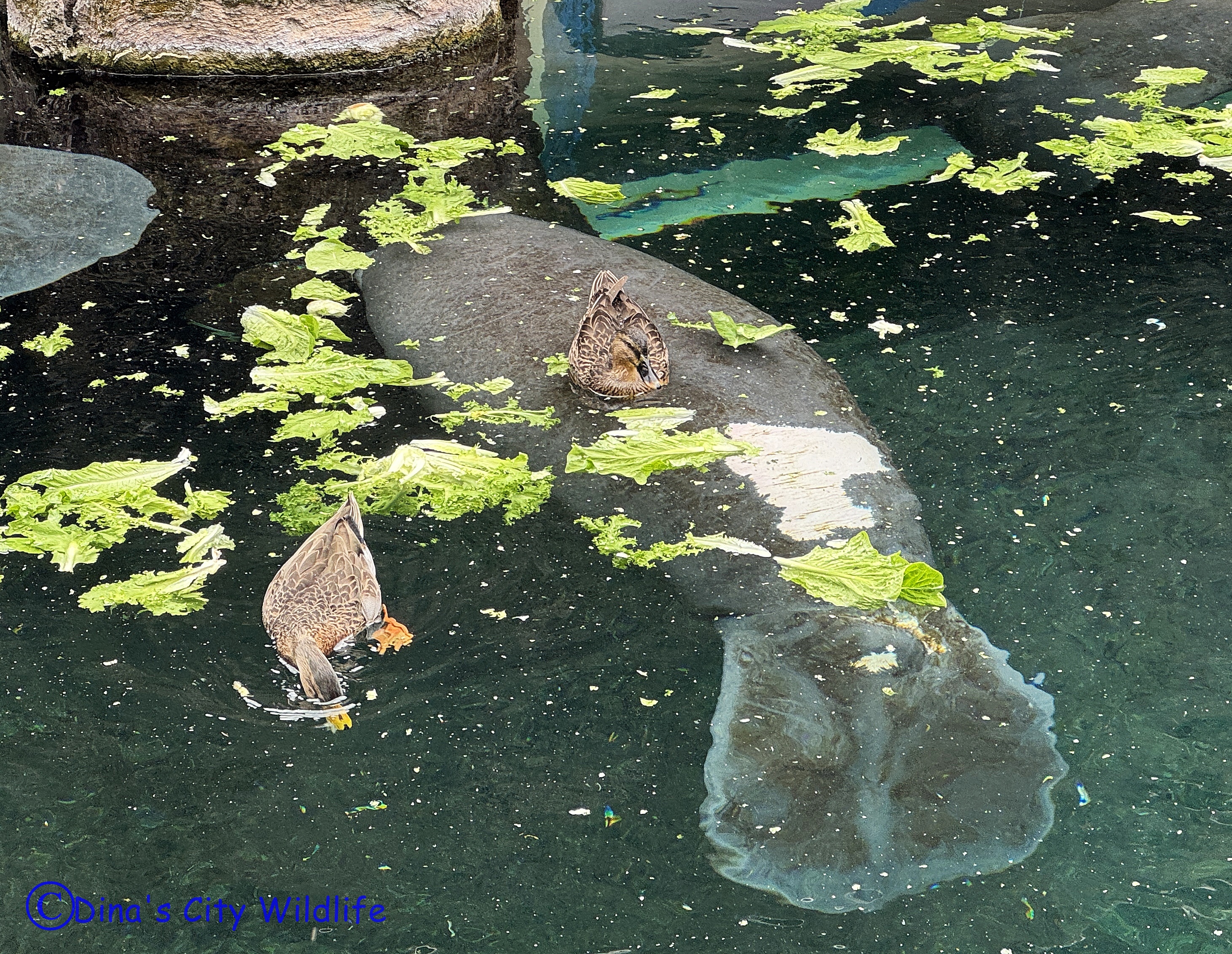 Fun animals at the zoo – Dina's Wildlife Adventures